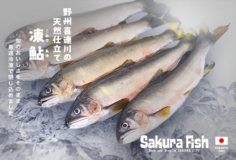 野州 喜連川の天然仕立て 凍鮎 – Sakura Fish（さくらフィッシュ）